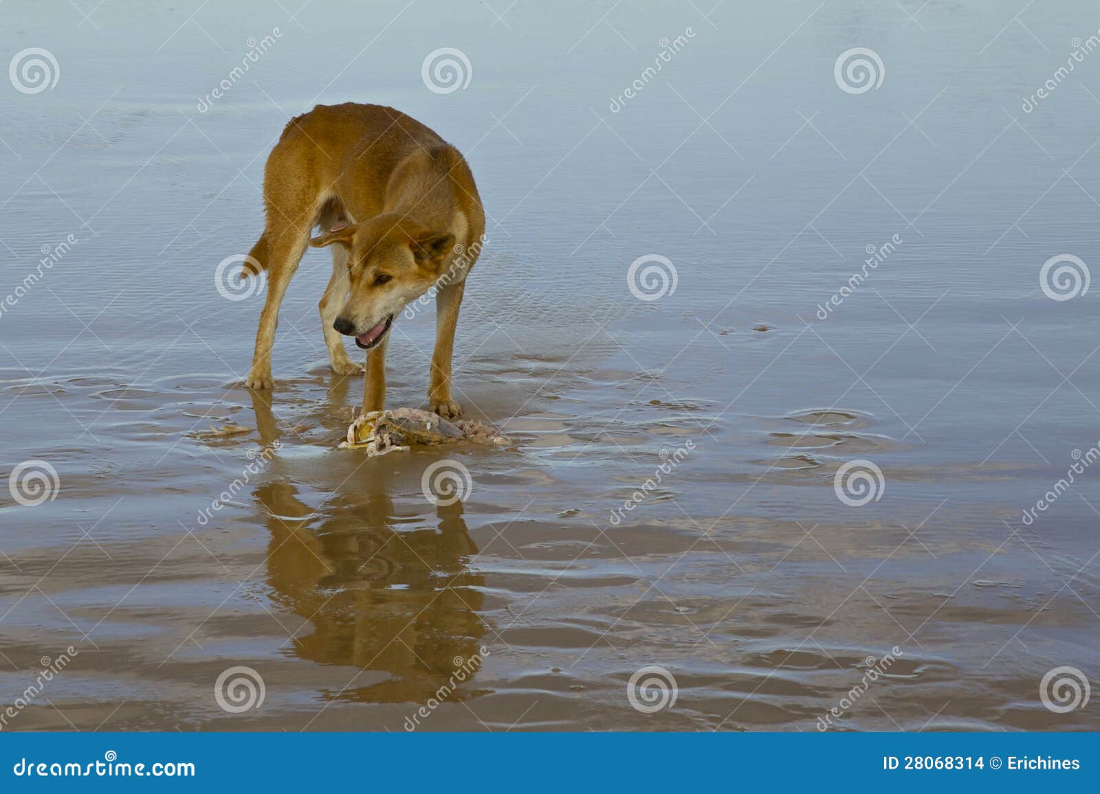 Australian Dingo with Fish stock photo. Image of canis - 28068314