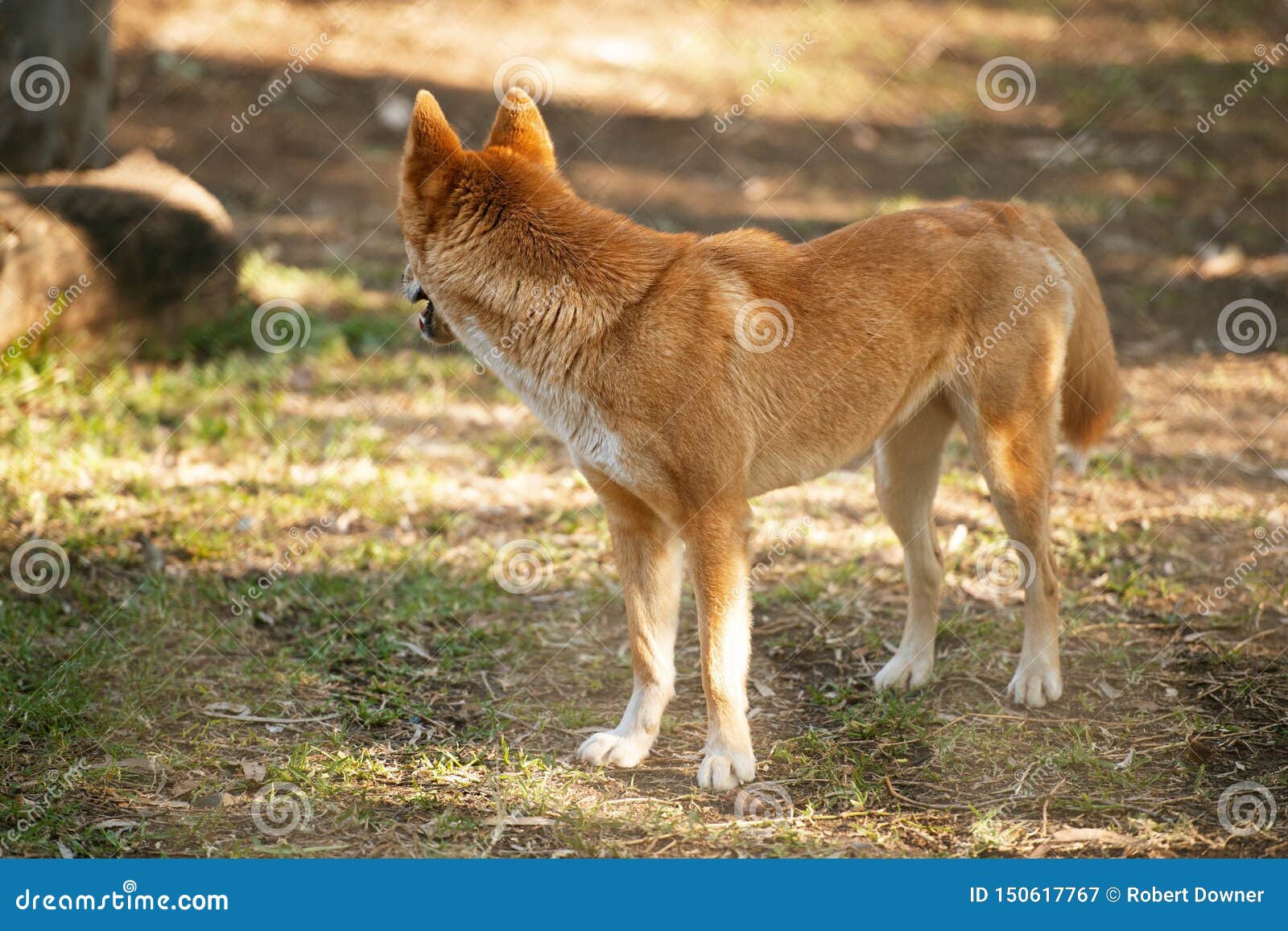 Australian Dingo stock image. Image of mammal, head - 150617767