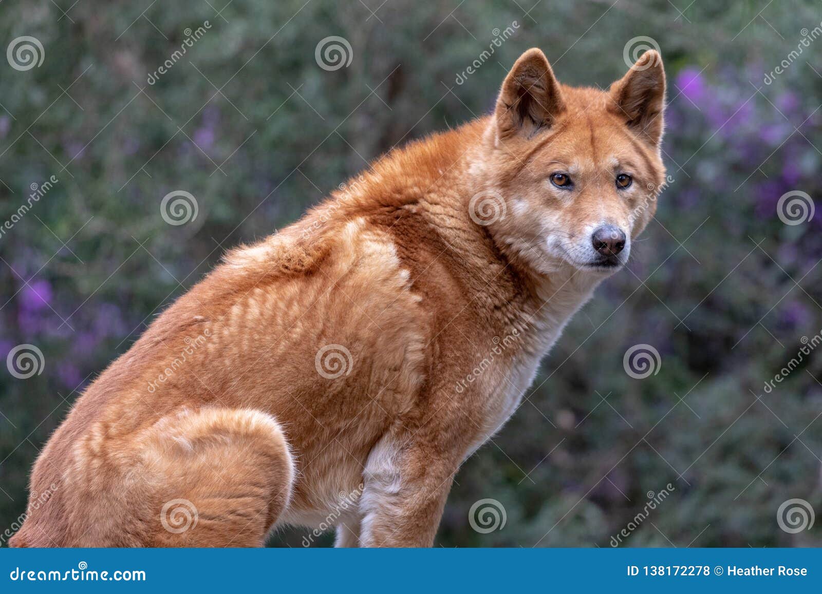 Australian dingo stock photo. Image of headshot, closeup - 138172278