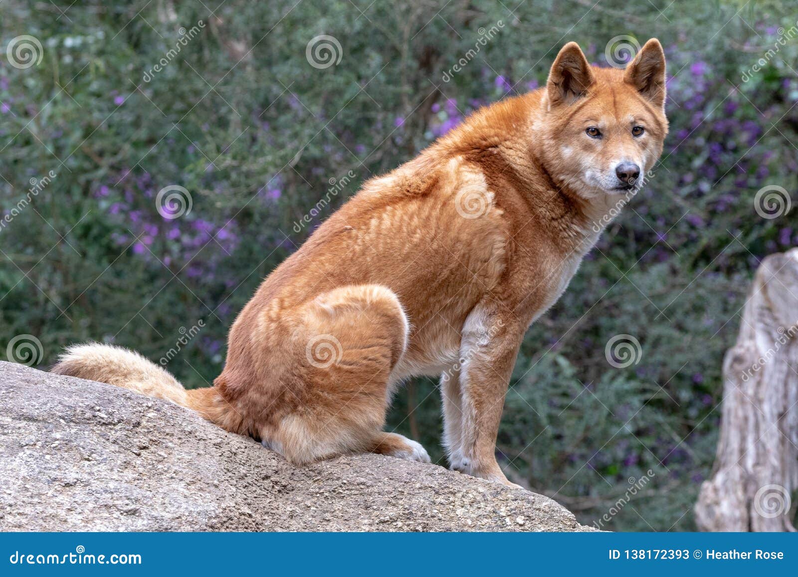 Australian dingo stock image. Image of beautiful, closeup - 138172393