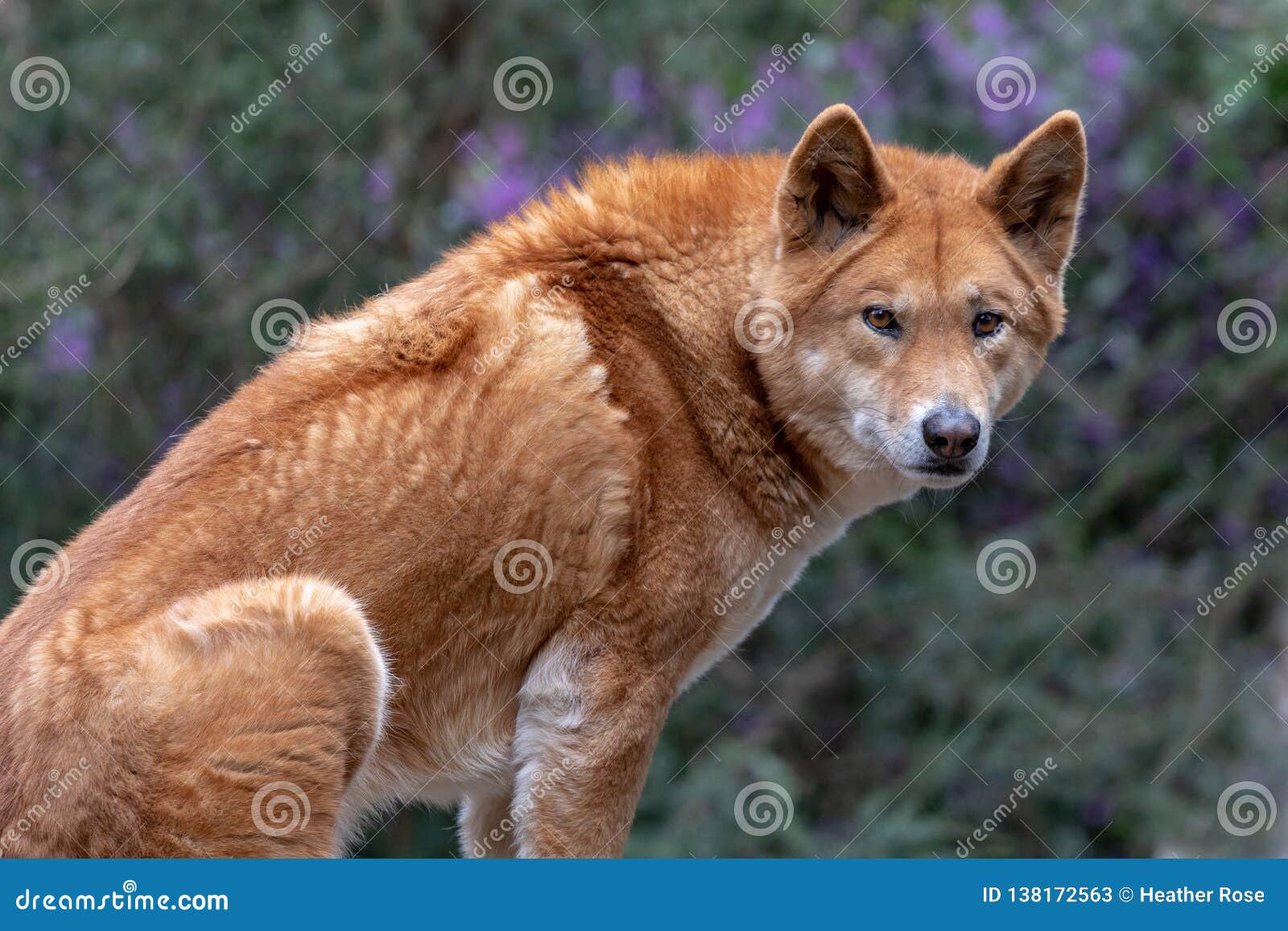 Australian dingo stock image. Image of dingo, australian - 138172563