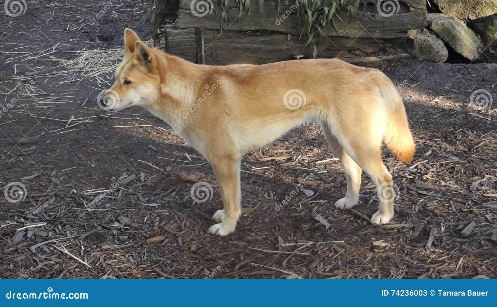 Dingo Stock Footage & Videos - 51 Stock Videos
