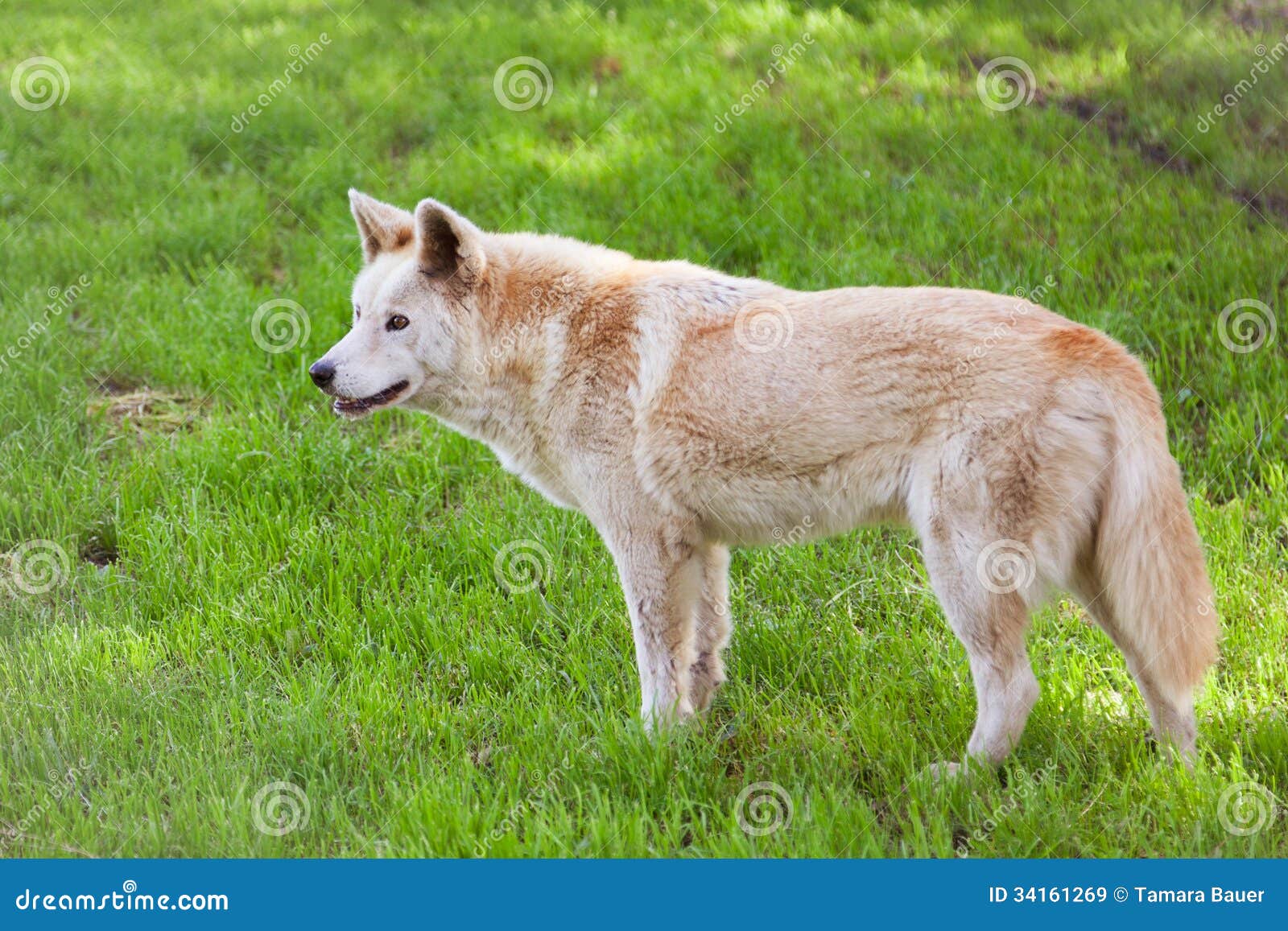 Australian Dingo Picture. Image: 34161269