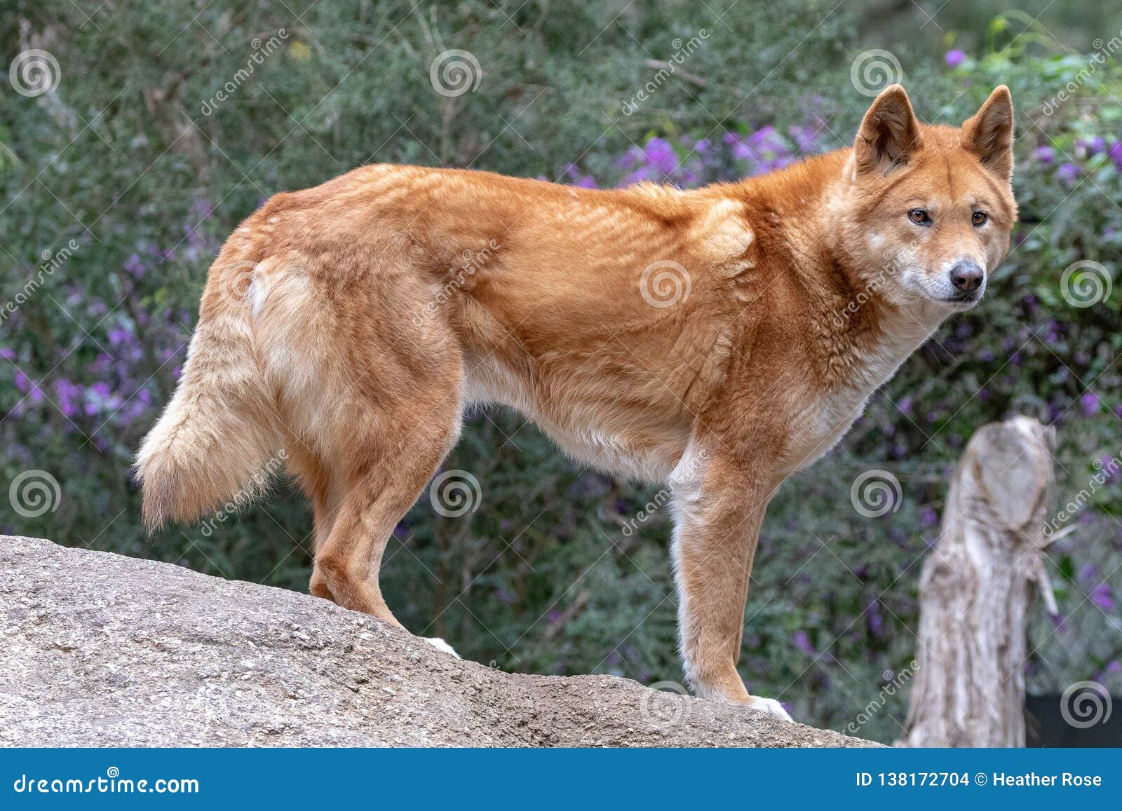 Australian dingo stock photo. Image of looking, standing - 138172704