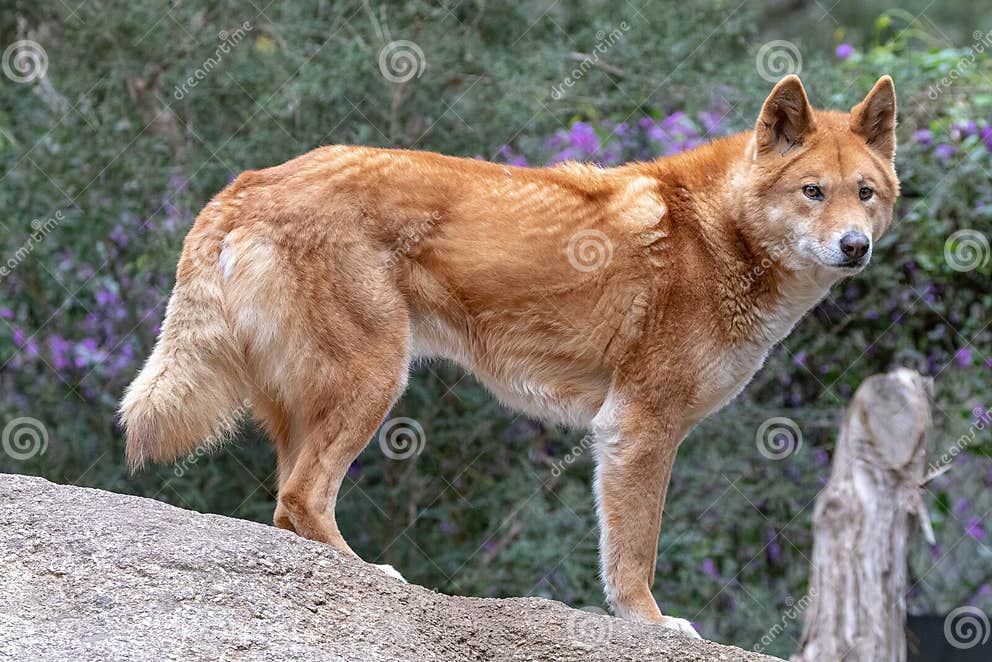 Australian dingo stock photo. Image of looking, standing - 138172704