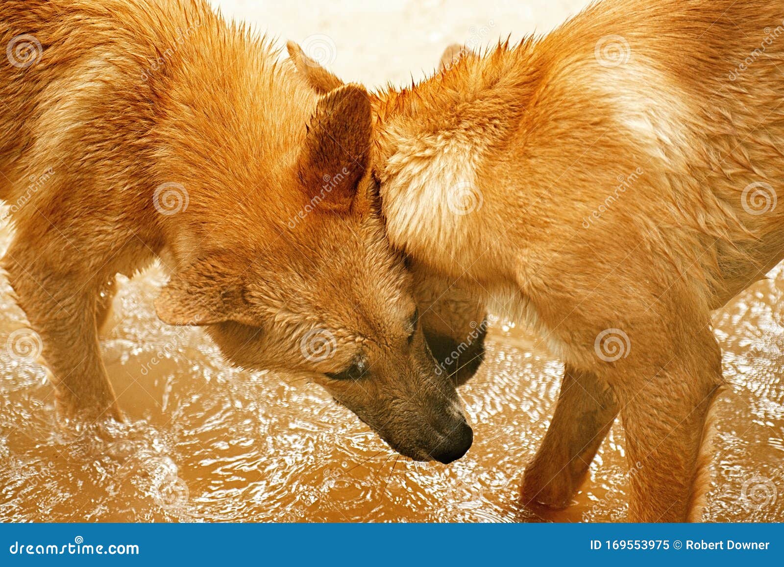 Australian Dingoes stock image. Image of dogs, canis - 169553975