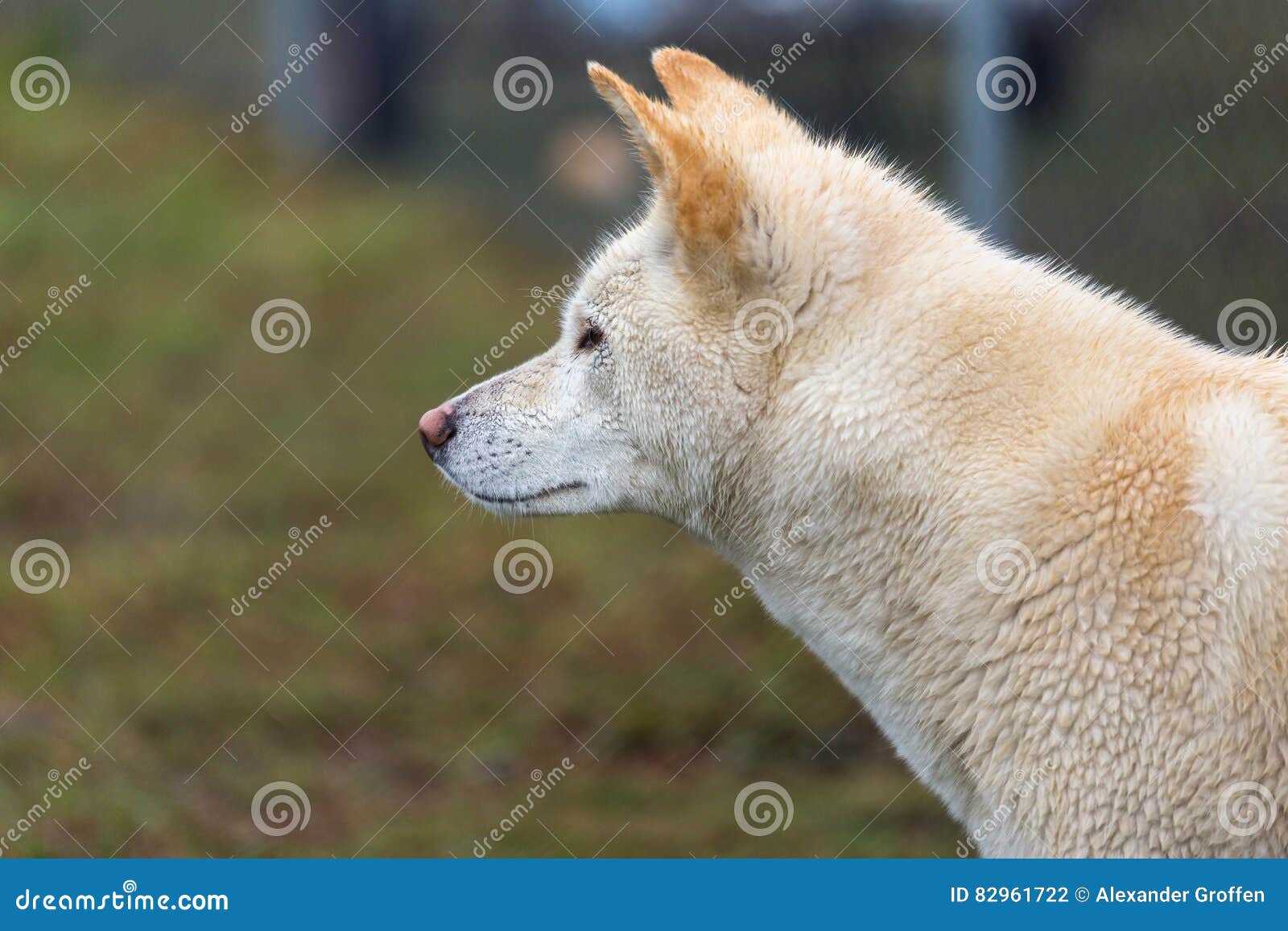 Dog Side Profile Stock Images - Download 3,409 Royalty Free Photos