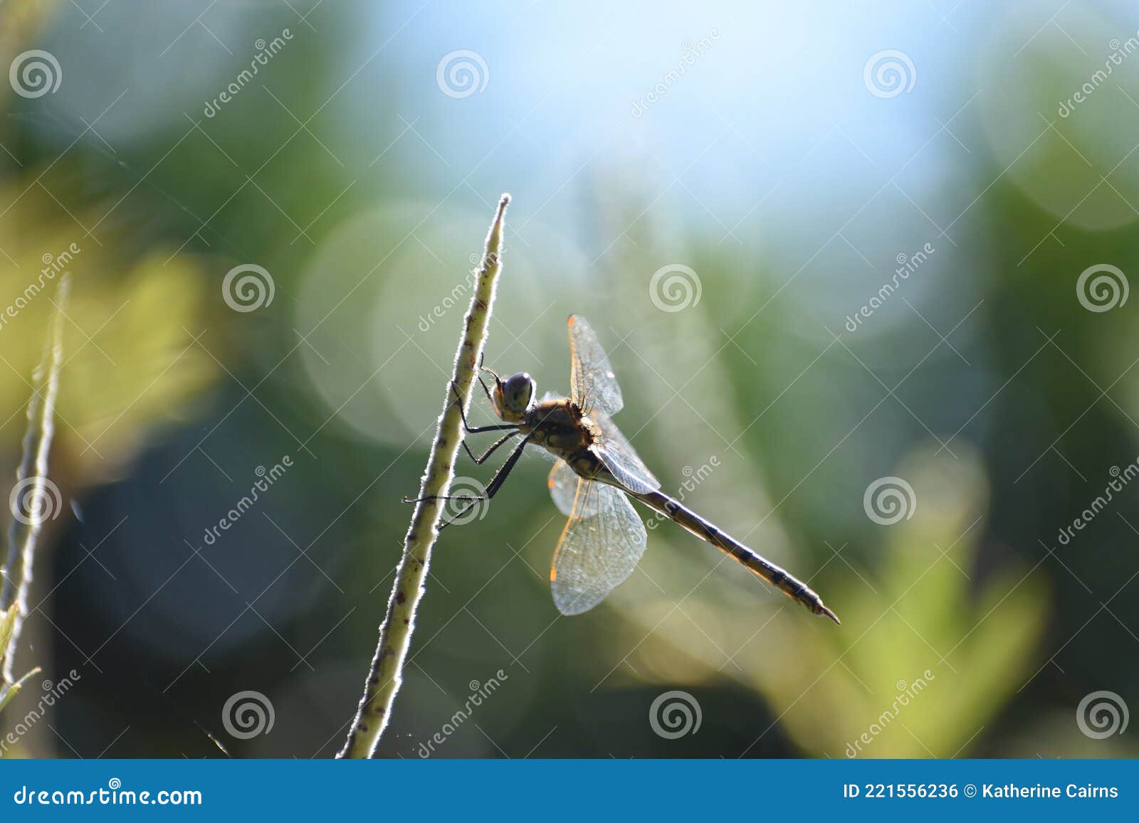 Australian Dragonfly Resting in the Full Sun Stock Photo - Image of ...