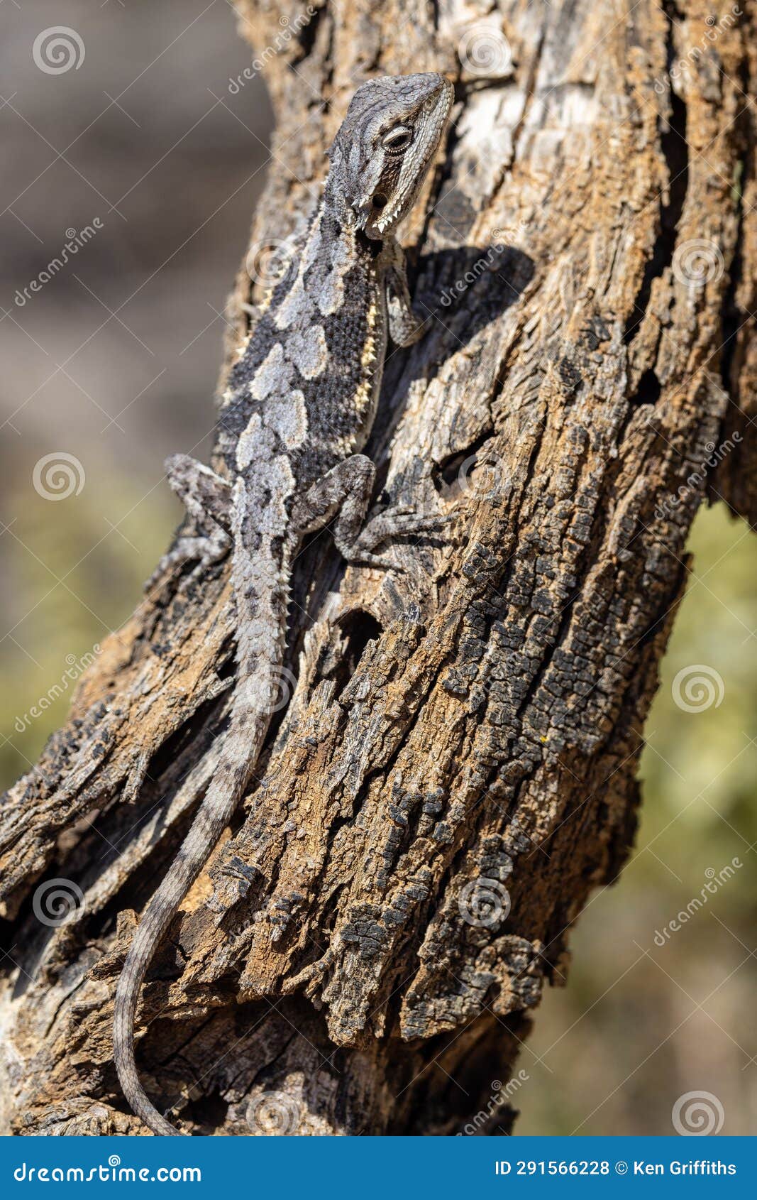 Australian Dwarf Bearded Dragon Stock Photo - Image of pogona, nature ...