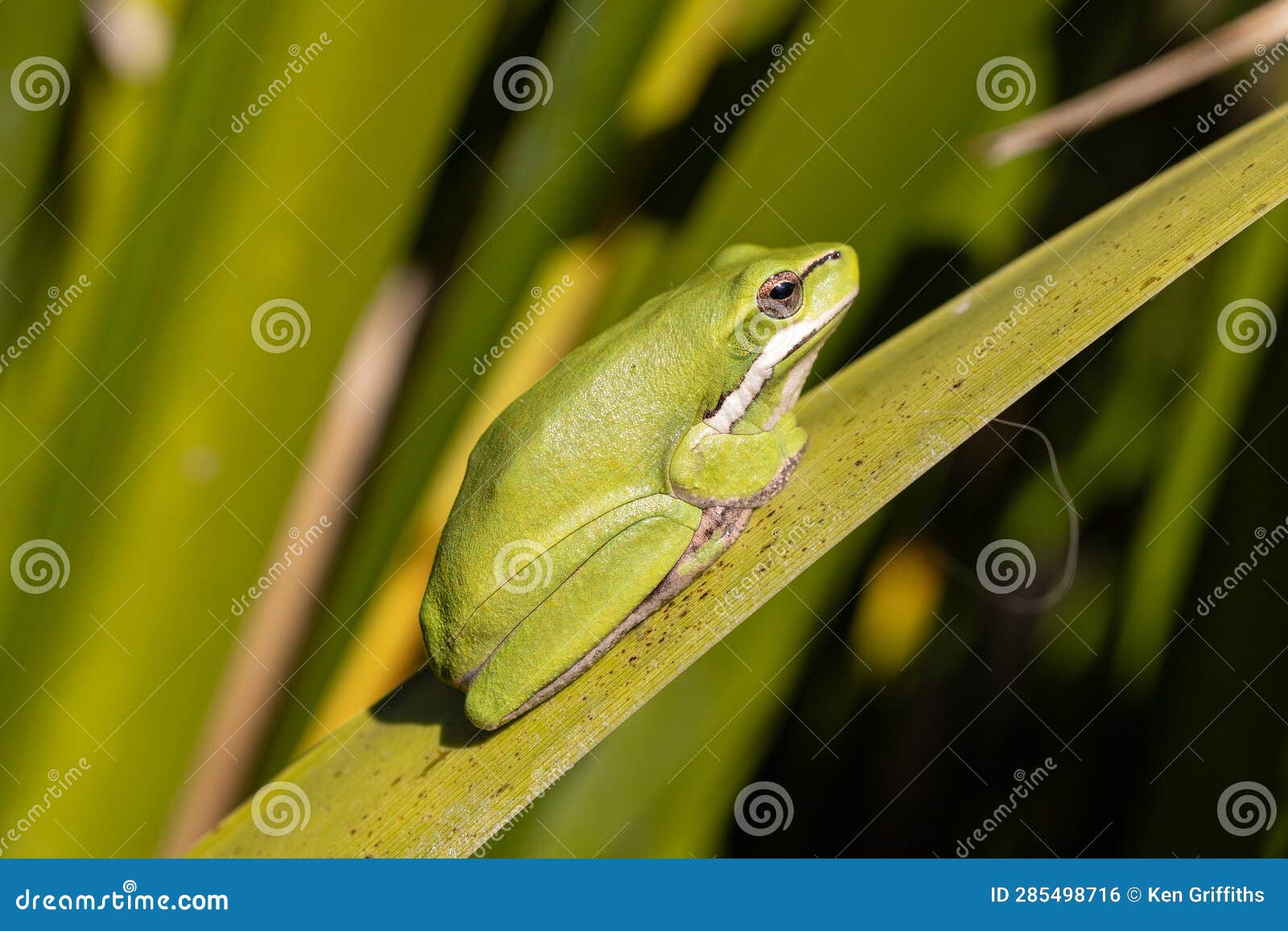 Australian Dwarf Tree Frog Stock Image | CartoonDealer.com #266914393