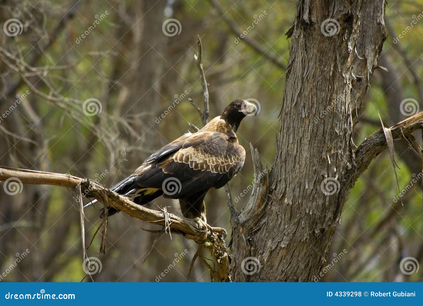 Australian eagle stock photo. Image of observant, proud - 4339298