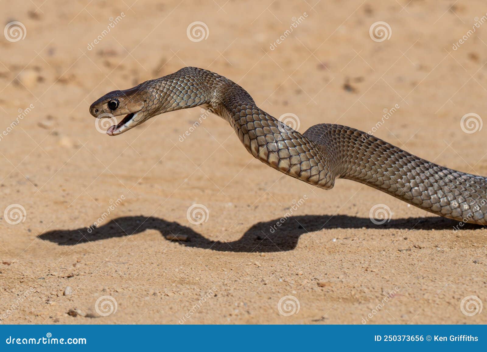 Australian Eastern Brown Snake Stock Image | CartoonDealer.com #223029877