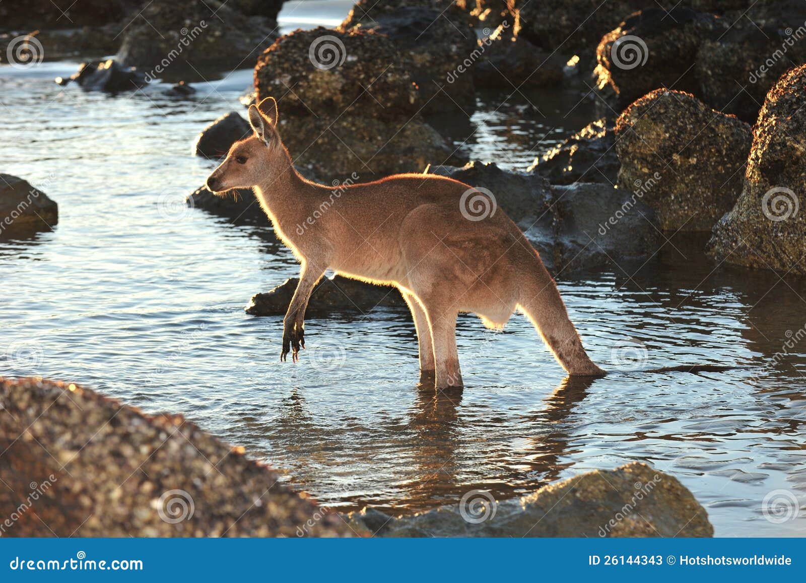 Australian Eastern Grey Kangaroo in Water,mackay Stock Image - Image of ...