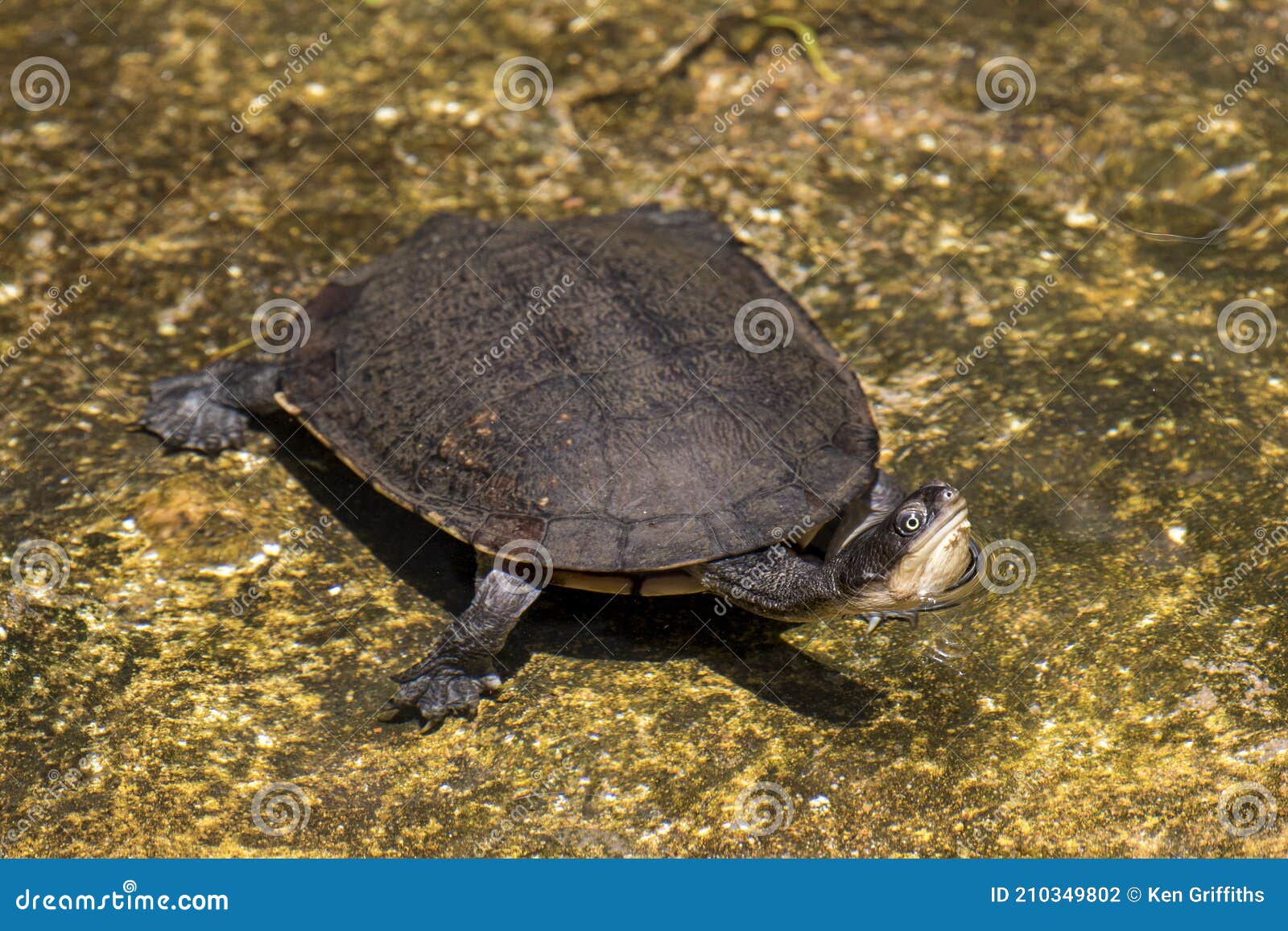 Eastern Long-necked Turtle stock photo. Image of snakenecked - 210349802