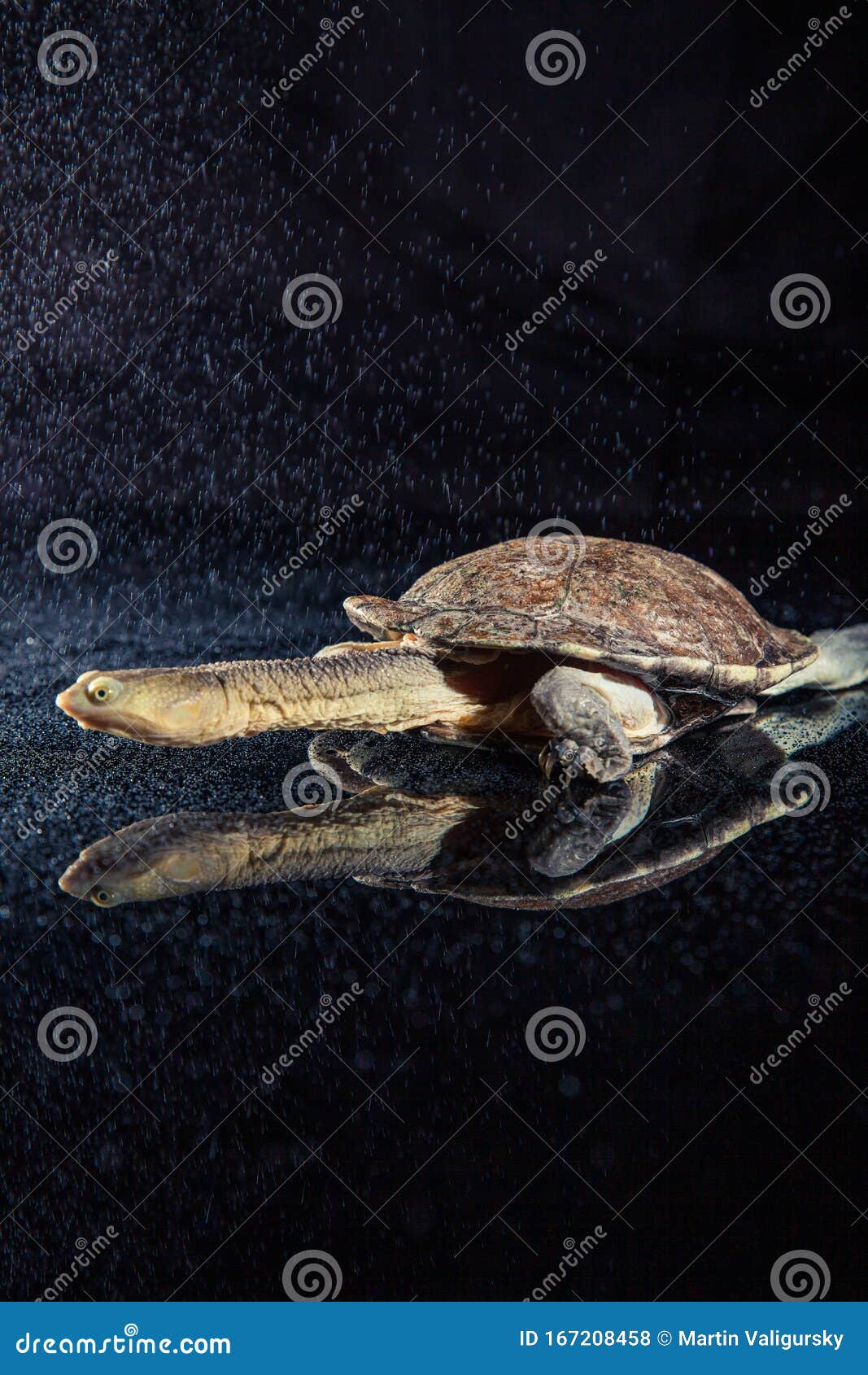 Australian Eastern Long-necked Turtle in Heavy Rain on Black Mirror ...
