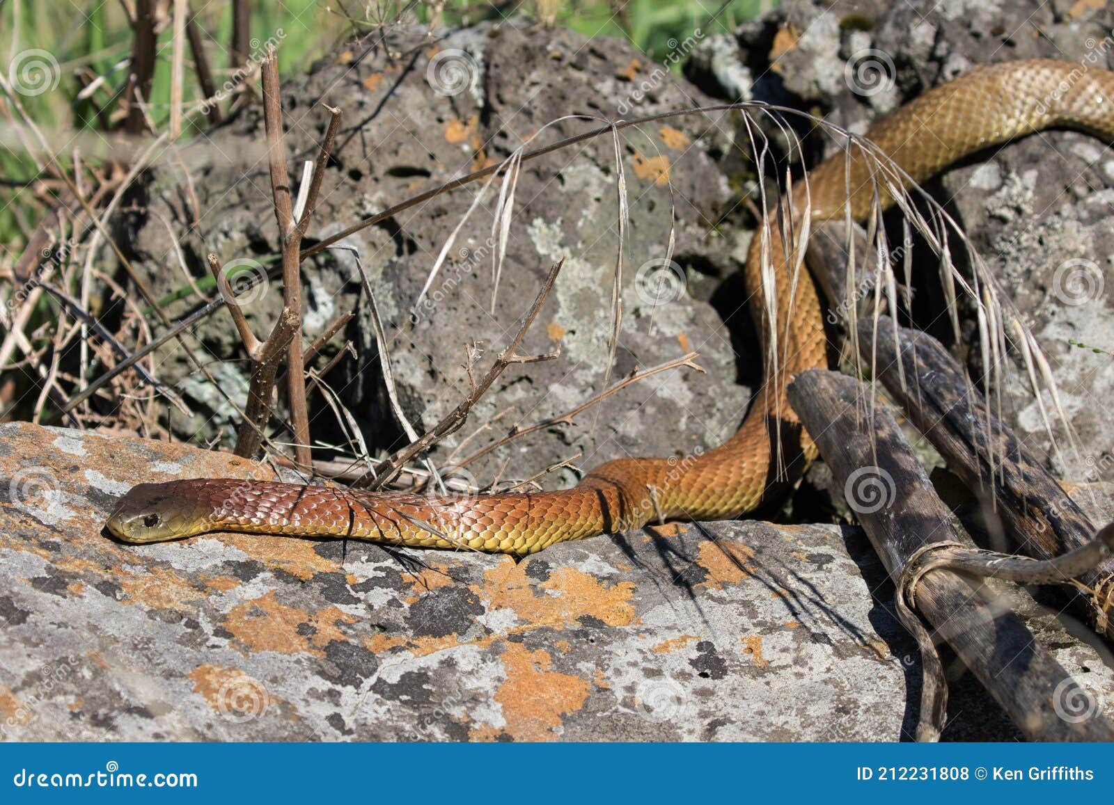 Australian Tiger Snake Rearing Its Head. Royalty-Free Stock Photography ...