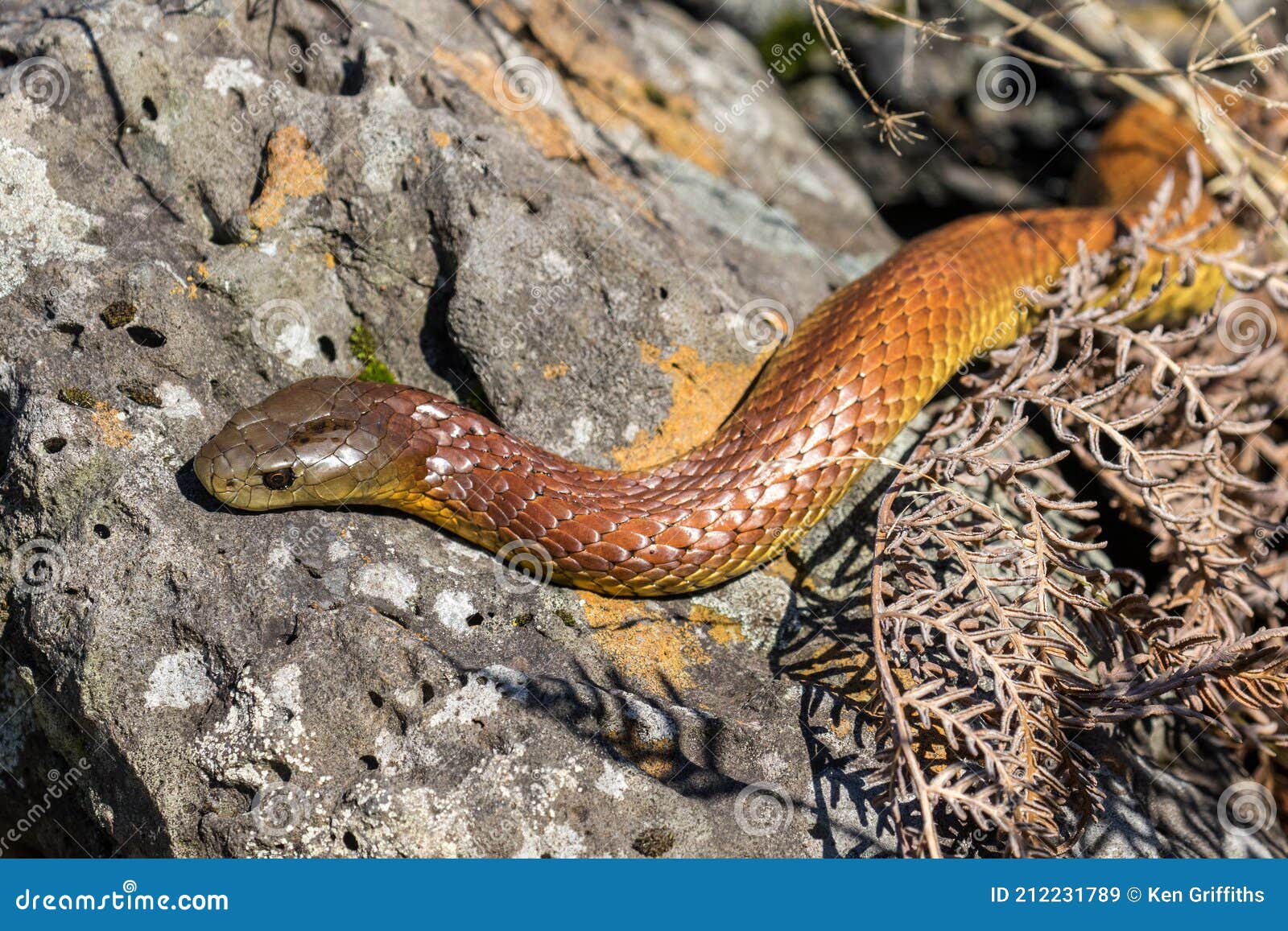 Australian Tiger Snake Rearing Its Head. Royalty-Free Stock Photography ...