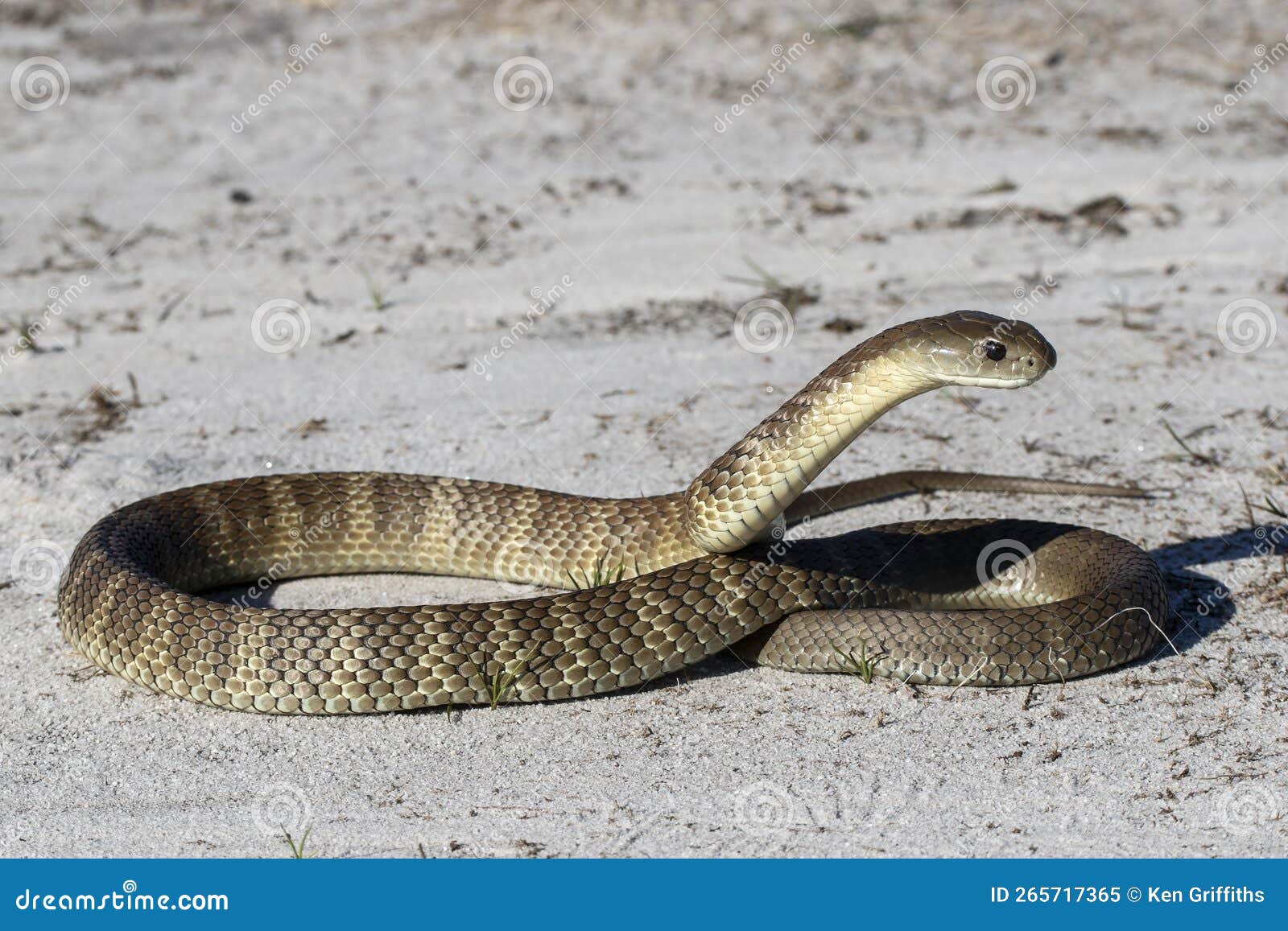 Australian Tiger Snake Rearing Its Head. Royalty-Free Stock Photography ...