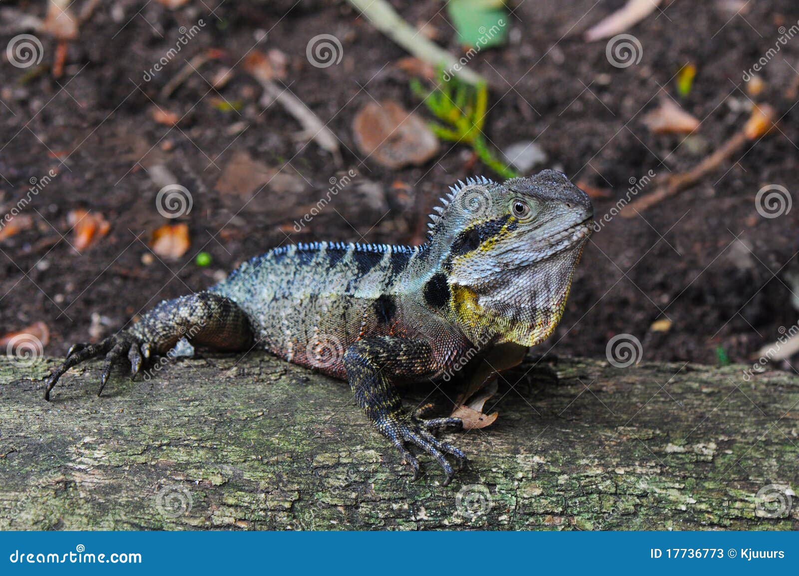 Australian Eastern Water Dragon (Lizard) Stock Image - Image of texture ...