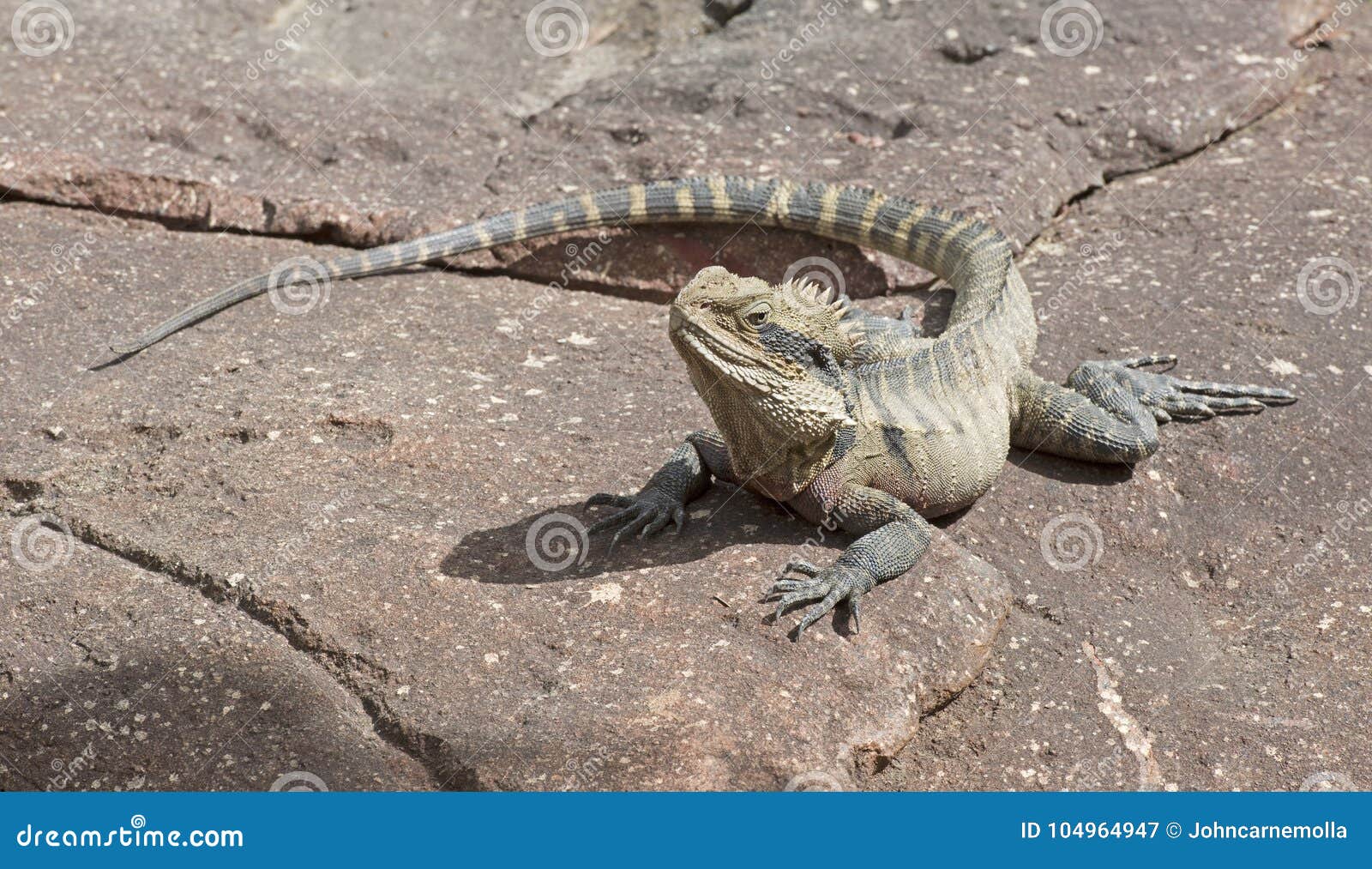 Water dragon . stock image. Image of reptiles, rock - 104964947