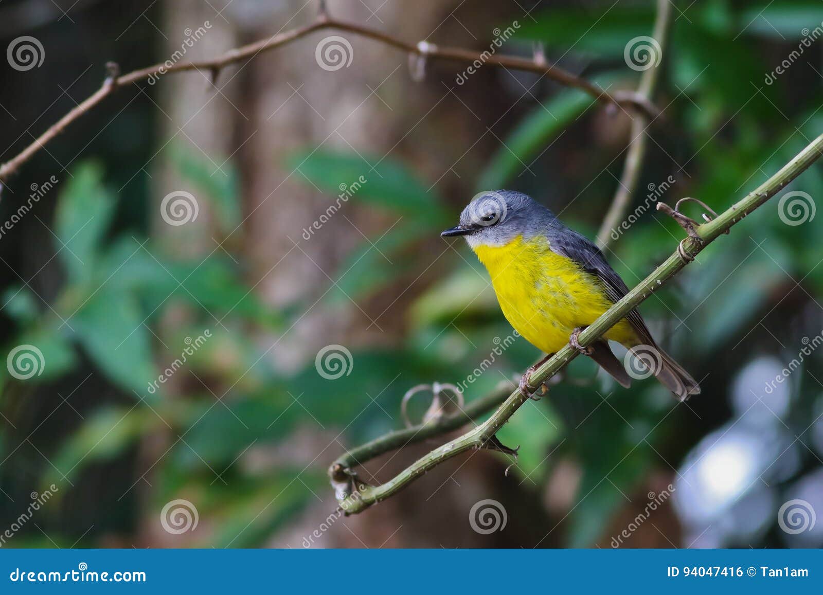 Australian Eastern Yellow Robin Stock Photo - Image of thorny, robin ...
