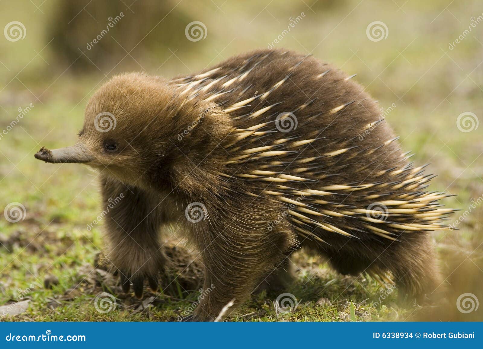 Australian Echnida stock photo. Image of grass, stood - 6338934