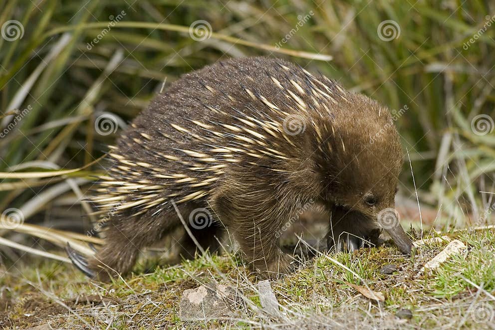 Australian Echnida stock image. Image of standing, outdoor - 6339049