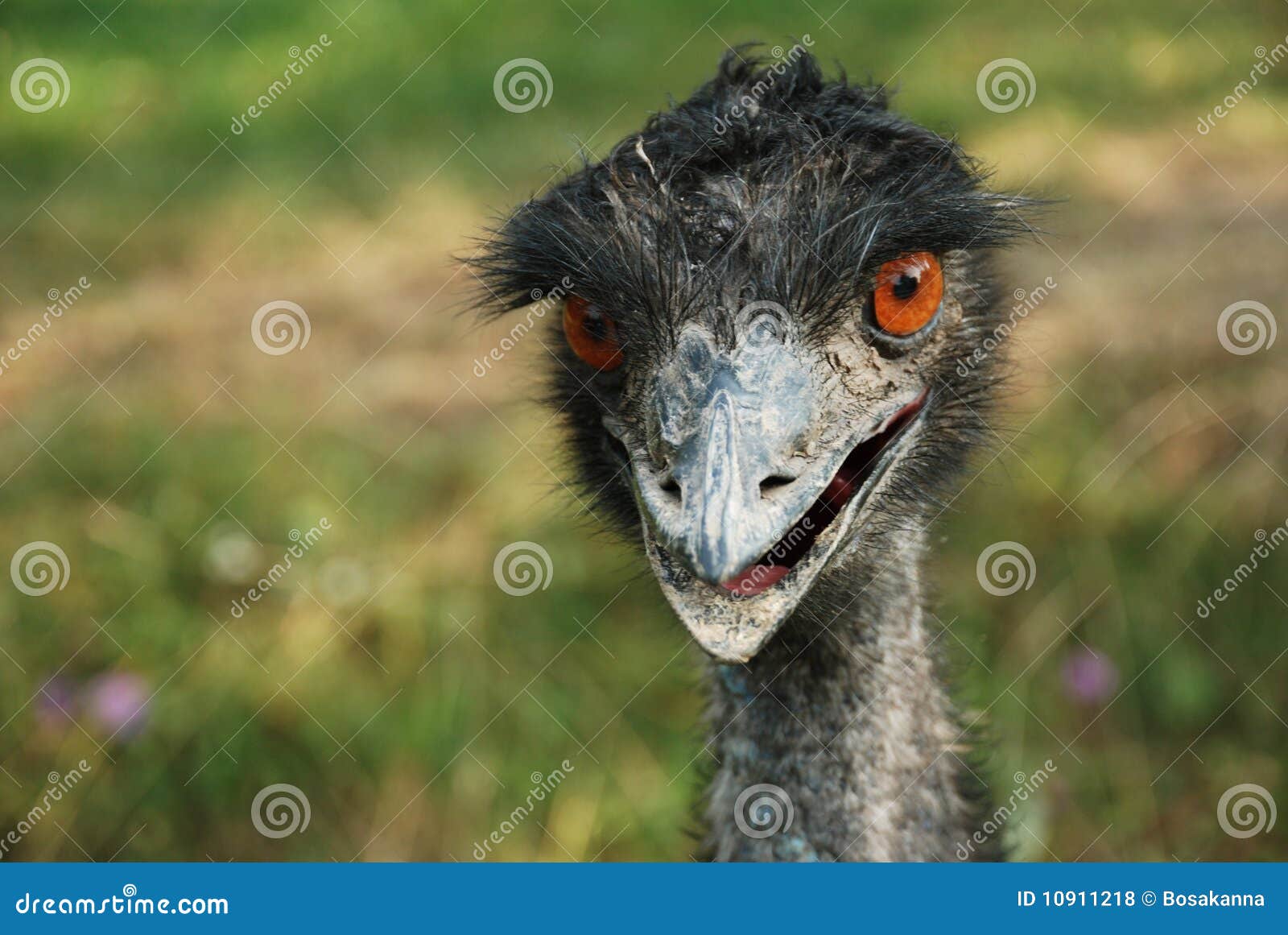 Australian Emu stock photo. Image of grass, feathers - 10911218