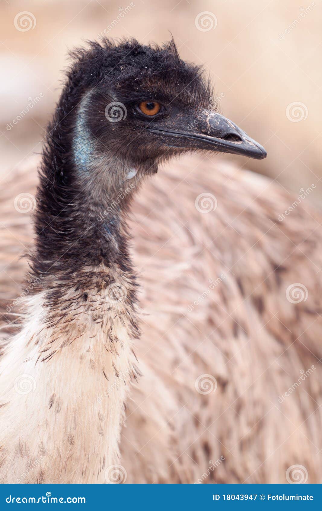 Australian Emu stock image. Image of flightless, animal - 18043947