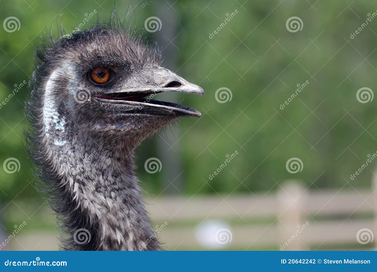 Australian Emu stock photo. Image of neck, animal, ostrich - 20642242