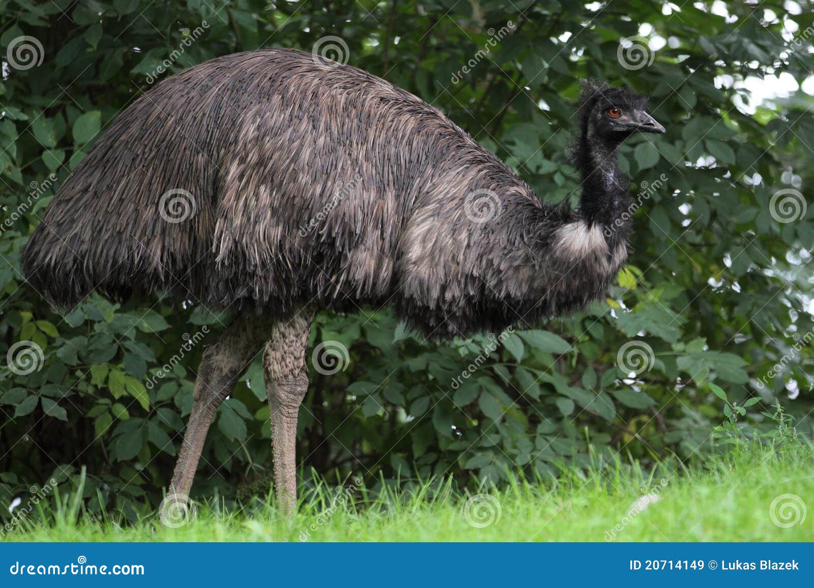 Australian emu stock image. Image of grassland, novaehollandiae - 20714149