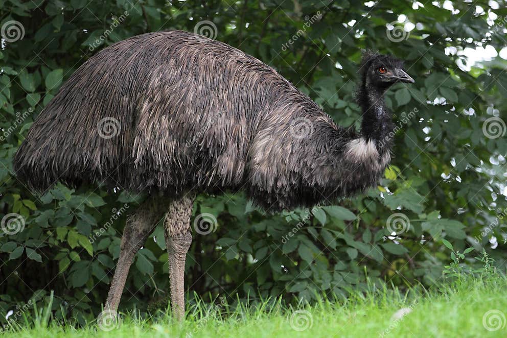 Australian emu stock image. Image of grassland, novaehollandiae - 20714149