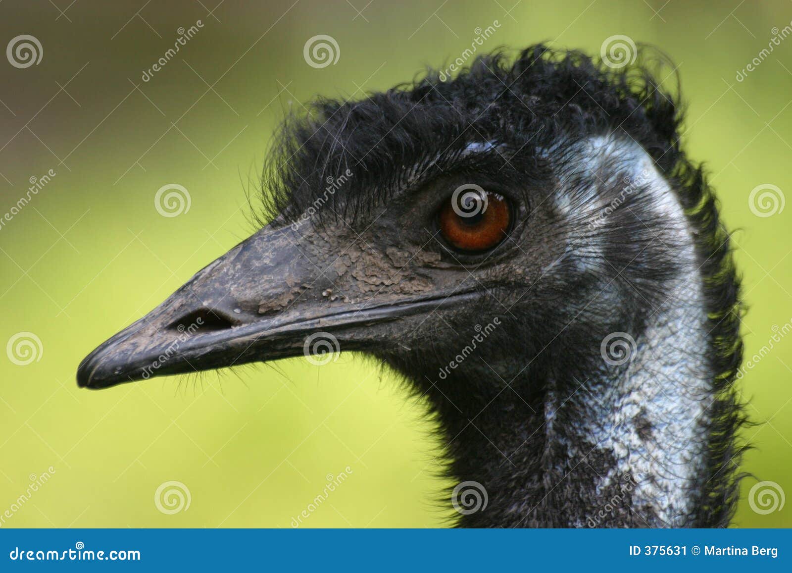 Australian Emu stock image. Image of head, wildlife, dromaius - 375631