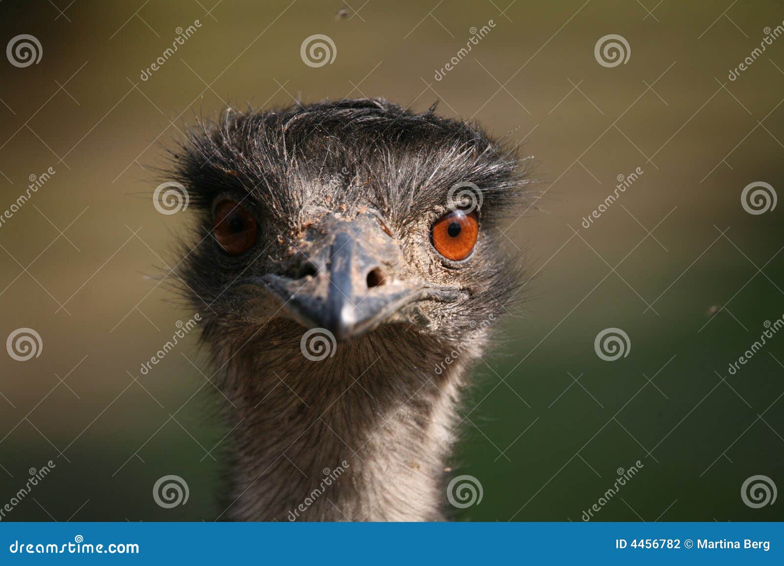 Australian Emu stock photo. Image of unable, flight, feathers - 4456782