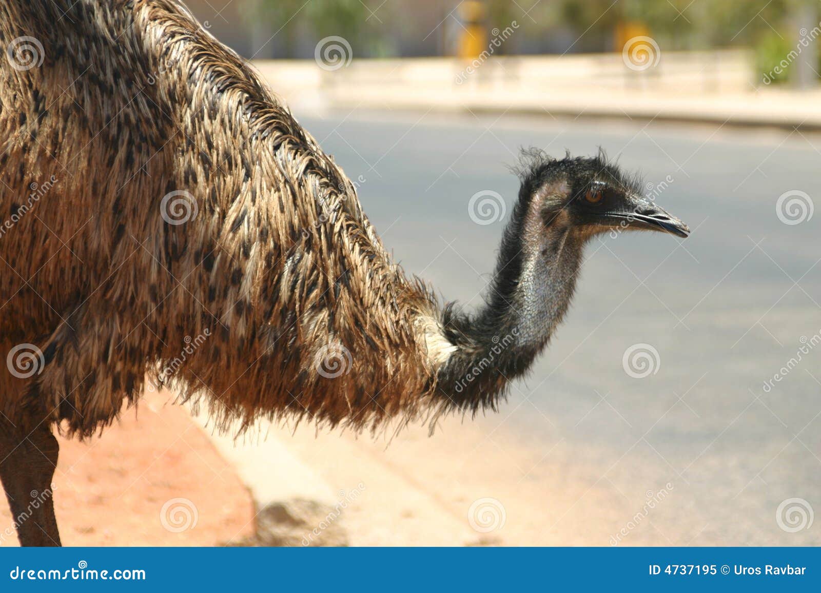 Australian Emu stock image. Image of long, roadside, looking - 4737195