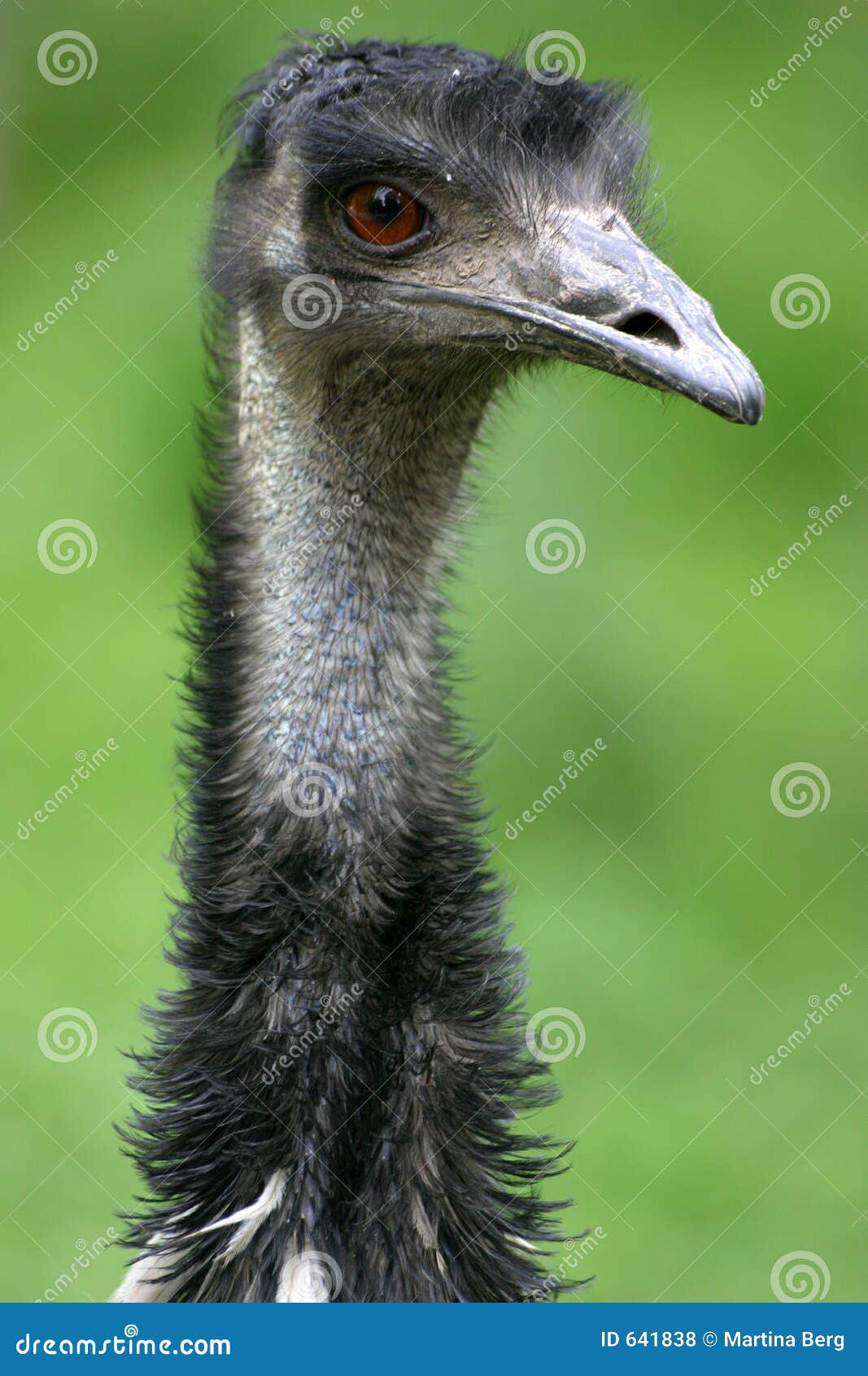 Australian Emu stock photo. Image of novaehollandiae, wildlife - 641838