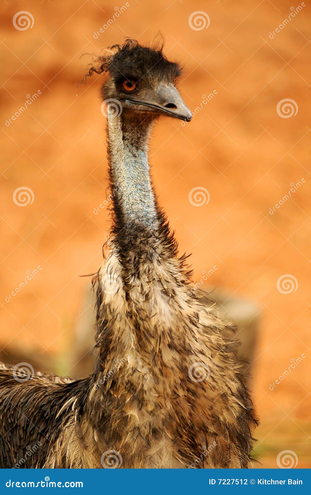 Australian Emu stock photo. Image of wild, animal, birds - 7227512