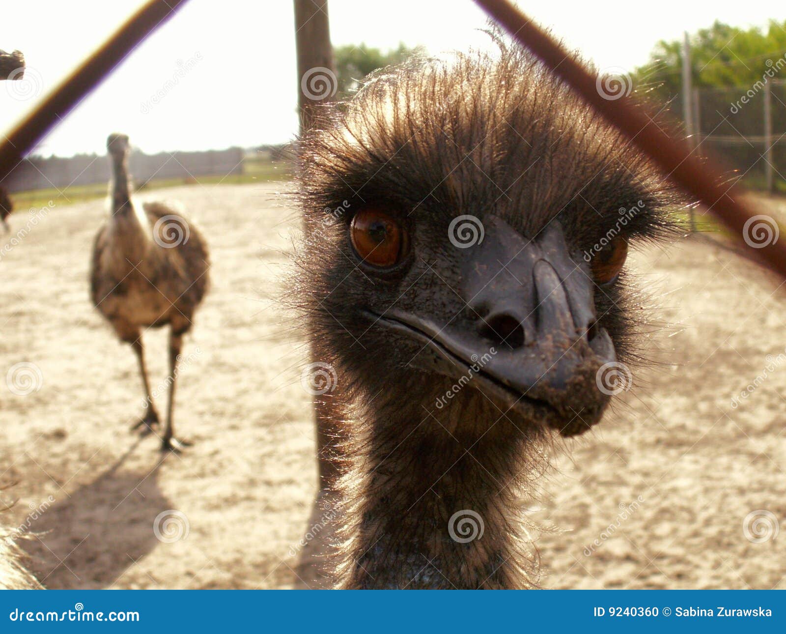 Australian emu stock photo. Image of birds, curiosity - 9240360