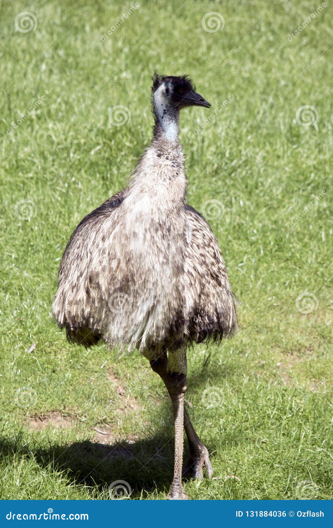 An Australian emu stock photo. Image of black, bird - 131884036