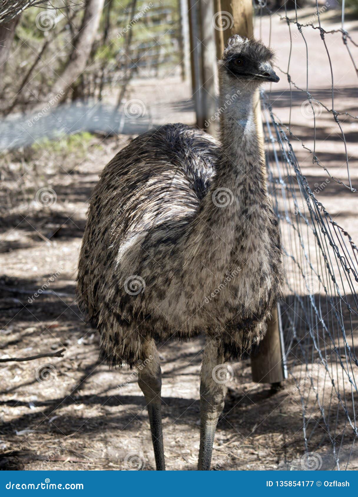 An Australian emu stock image. Image of eyes, flightless - 135854177