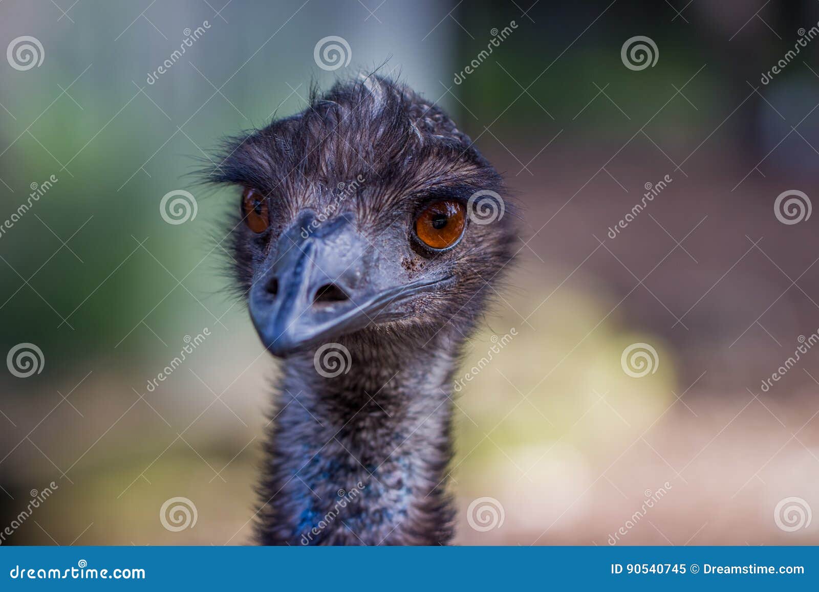 Australian Emu Bird Closeup Stock Image - Image of head, australian ...
