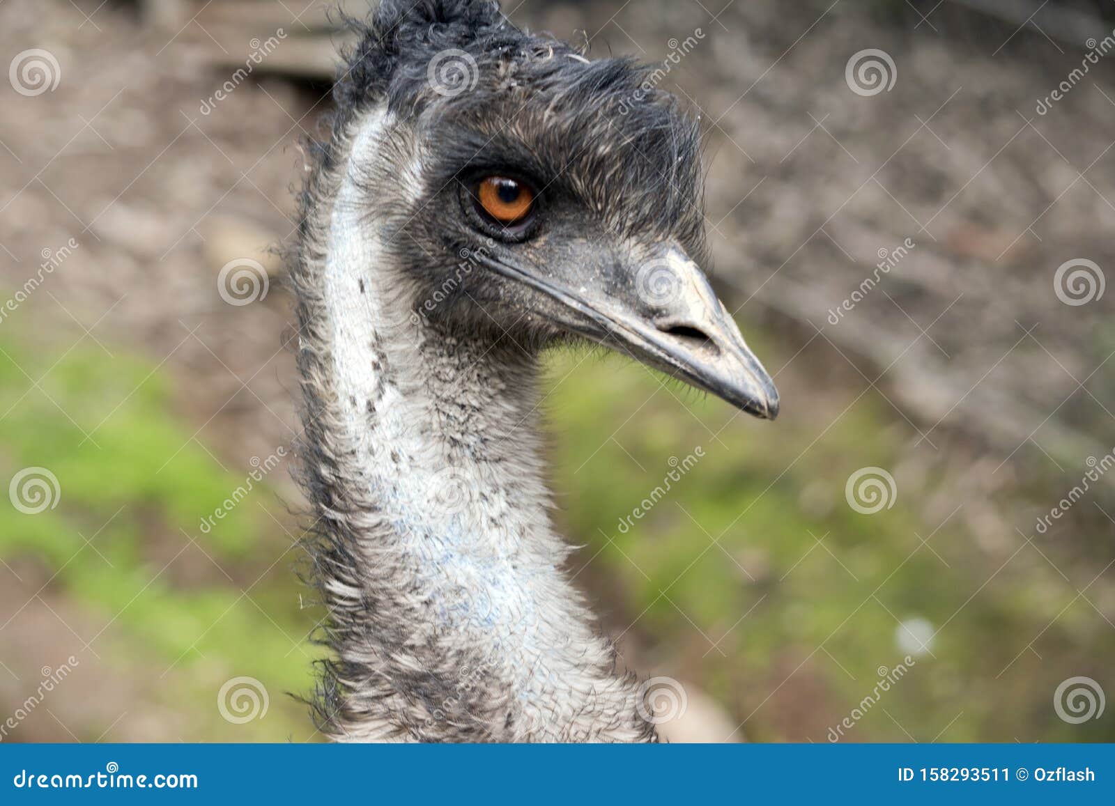 This is a Close Up of an Emu Stock Image - Image of animal, plumage ...