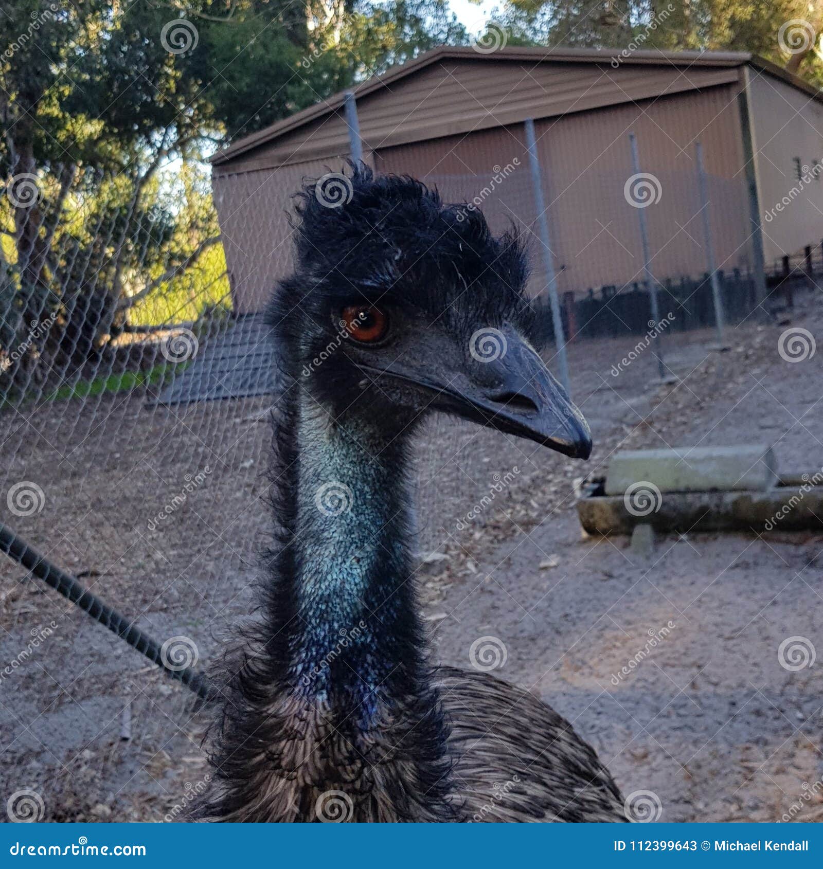 Australian emu stock image. Image of bird, angry, huge - 112399643