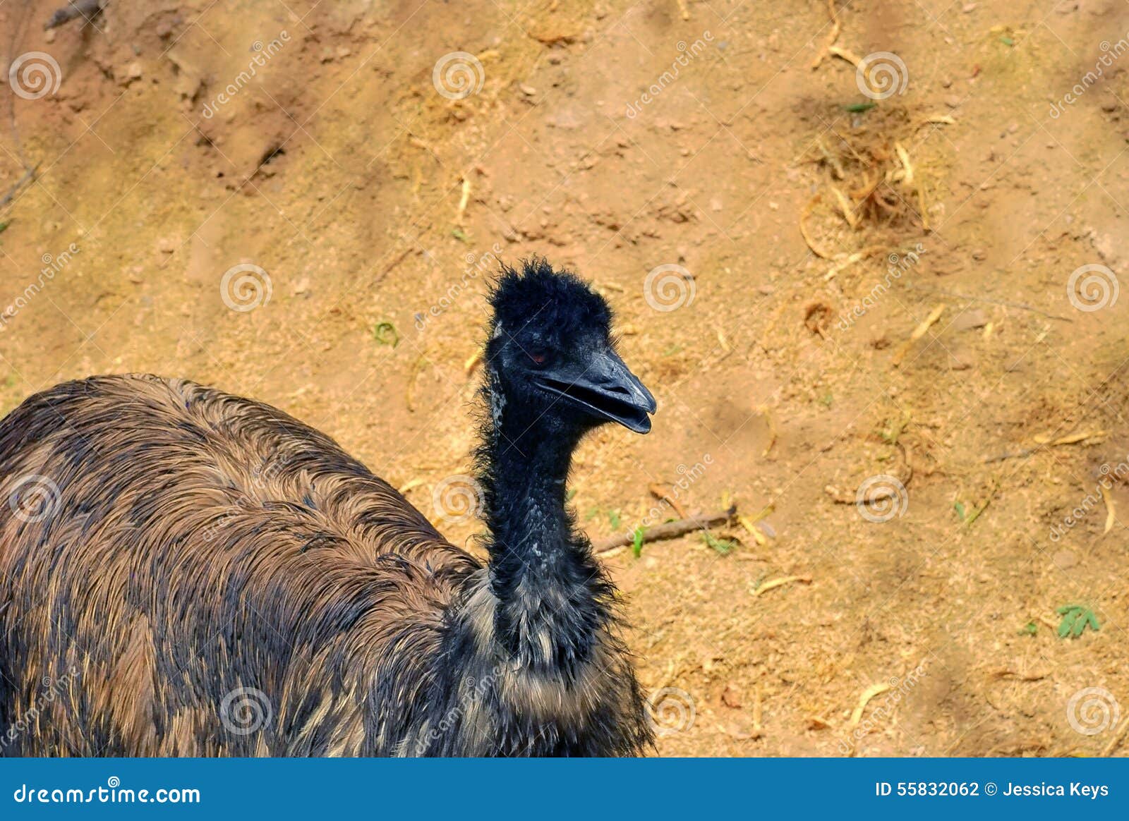 Australian emu stock photo. Image of dromaius, australian - 55832062