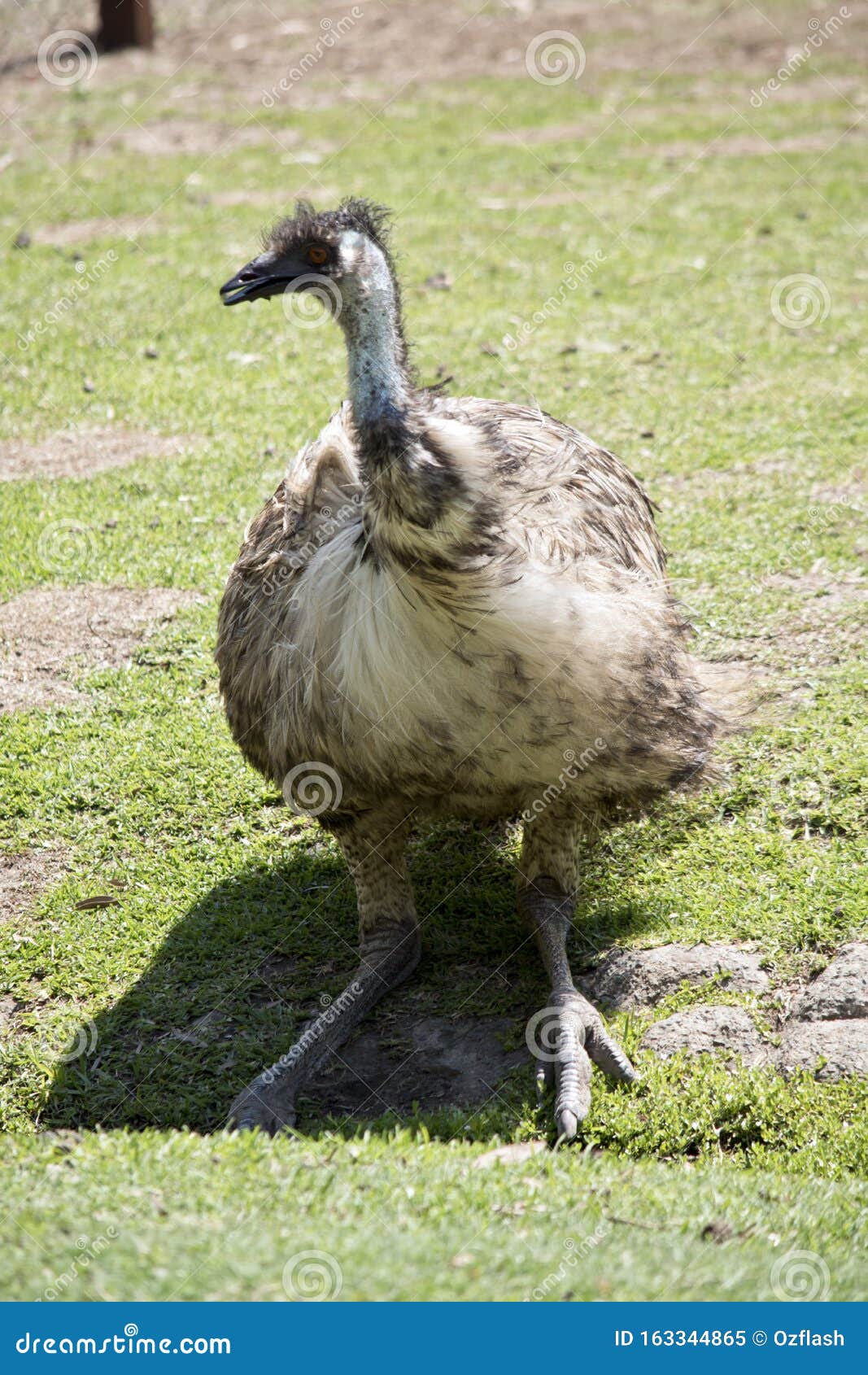 The emu is sitting down stock image. Image of wildlife - 163344865