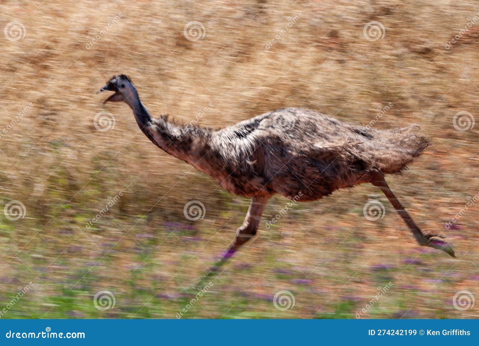 Australian Emu stock image. Image of bird, blur, speed - 274242199