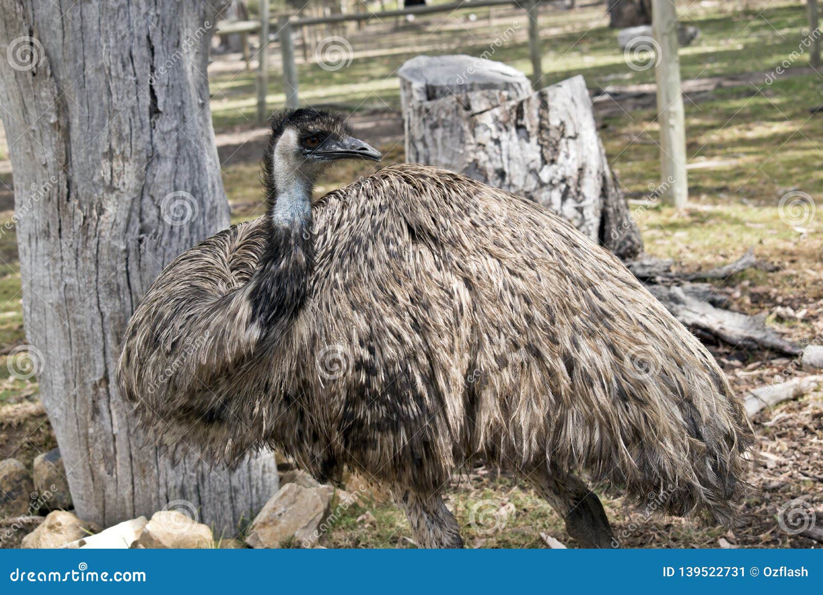 An Australian emu stock image. Image of black, beak - 139522731