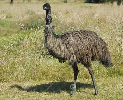 Australian Emu Standing Tall Stock Image - Image of feather, native ...