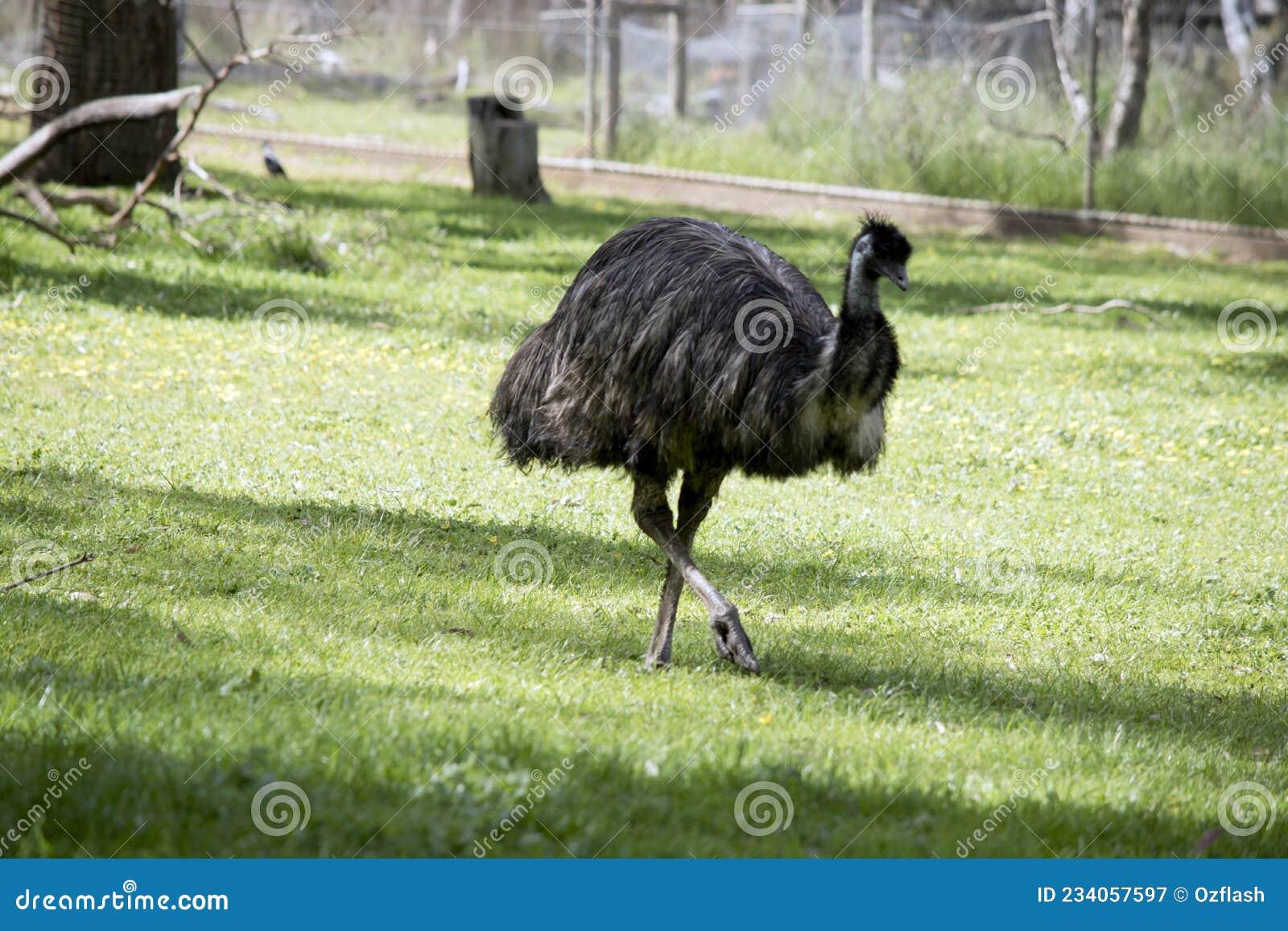 The Australian Emu is a Tall Bird that Cannot Fly Stock Image - Image ...