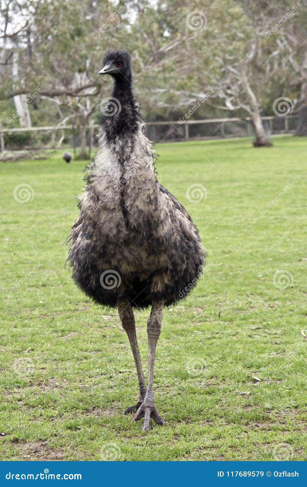 An Australian emu stock image. Image of brown, toes - 117689579